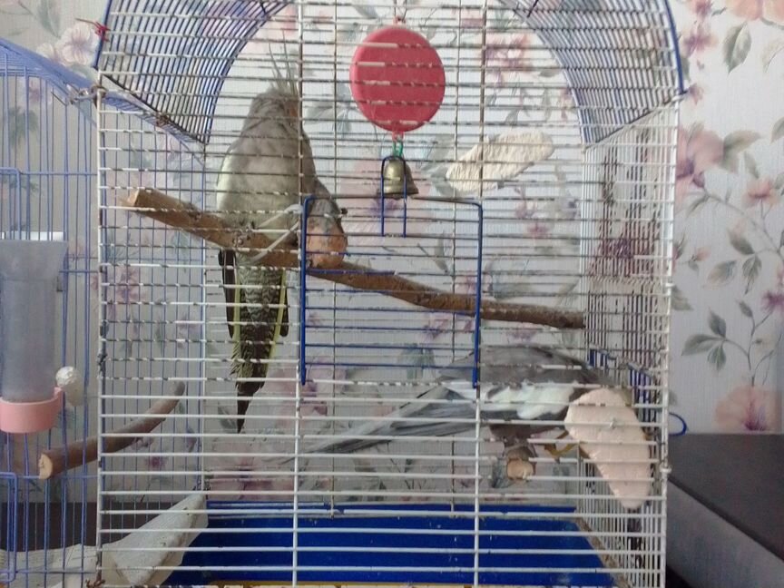 Попугай корелла с клеткой