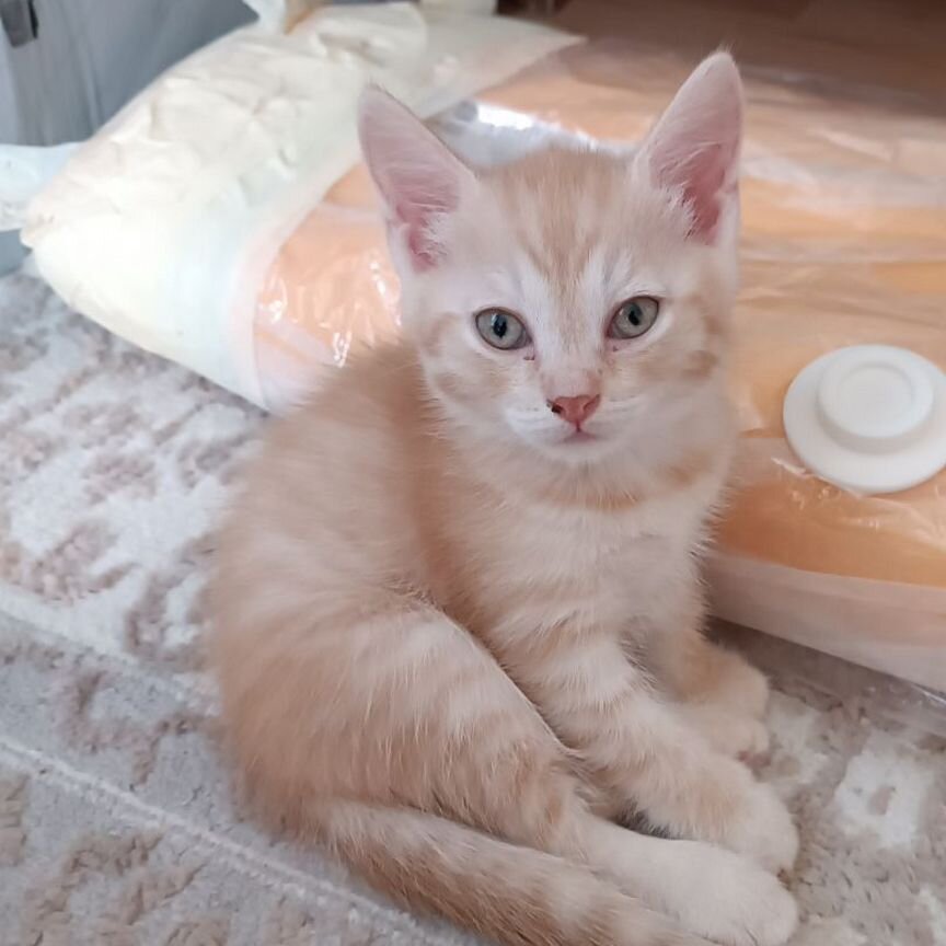 Котёнок в добрые руки