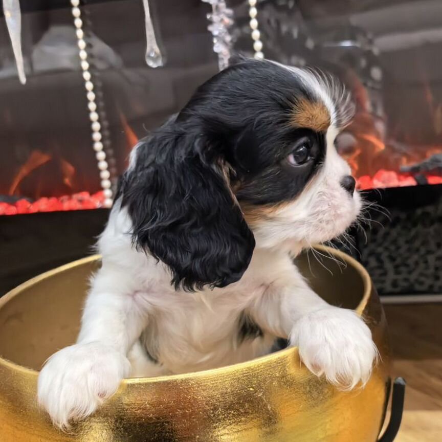 Кавалер кинг-чарльз-спаниель, щенок