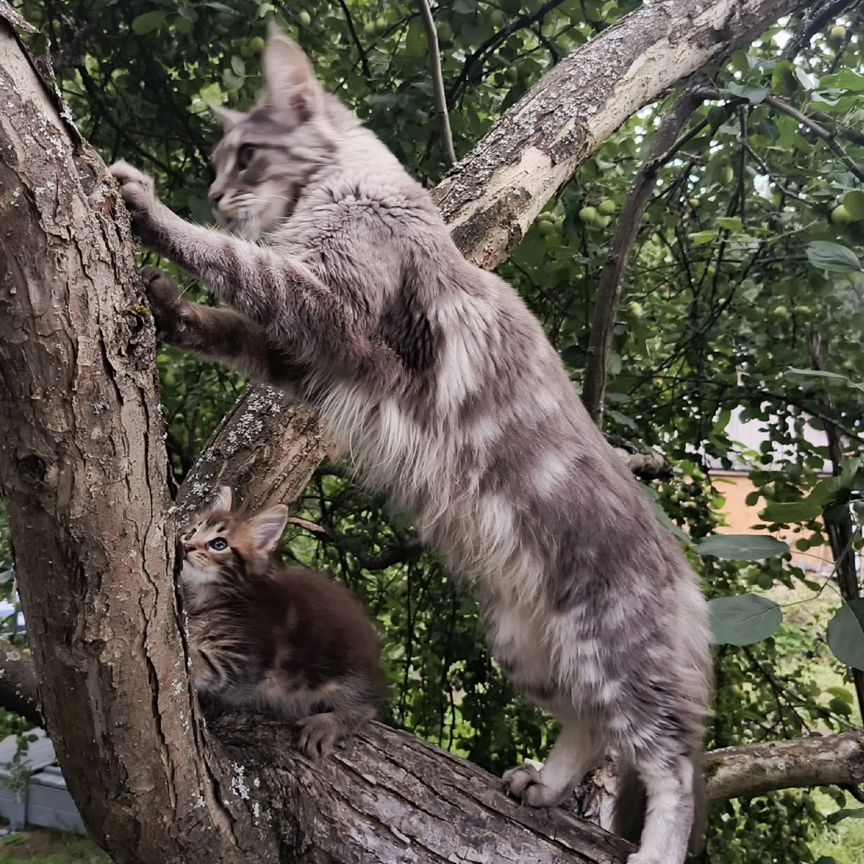 Котята мейн-кун