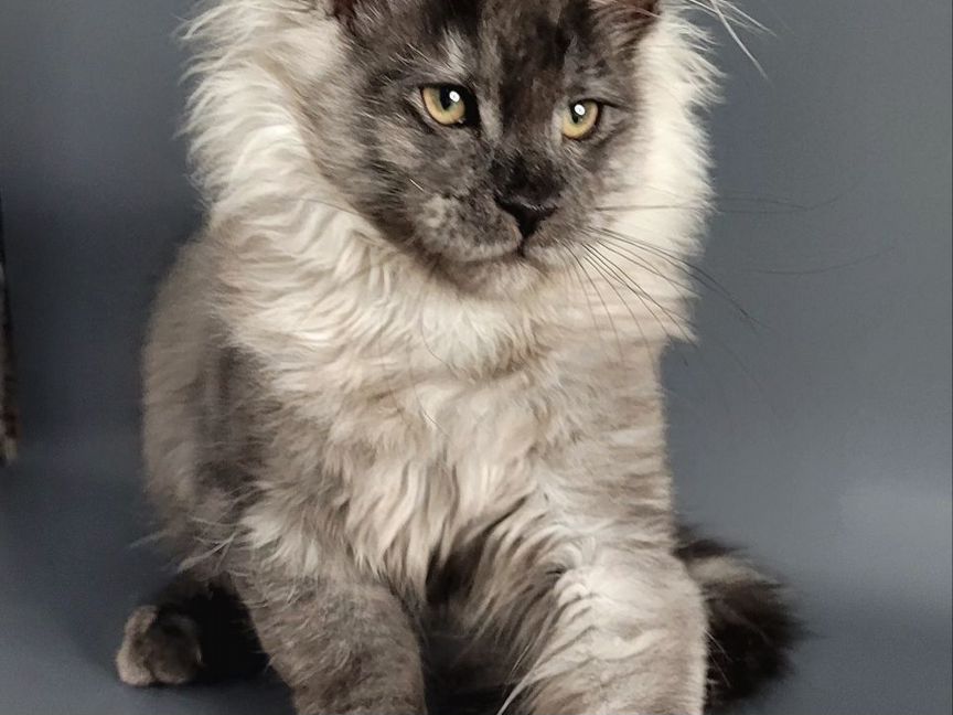 Мейн-кун котик чёрный дым