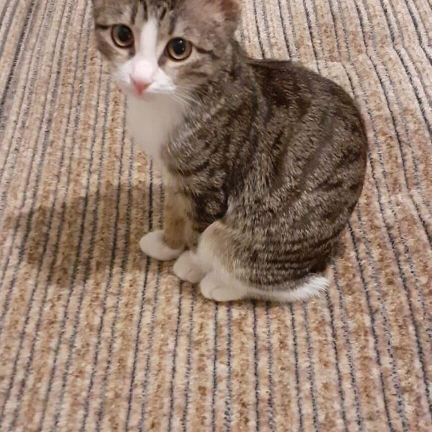 Котик в добрые ручки