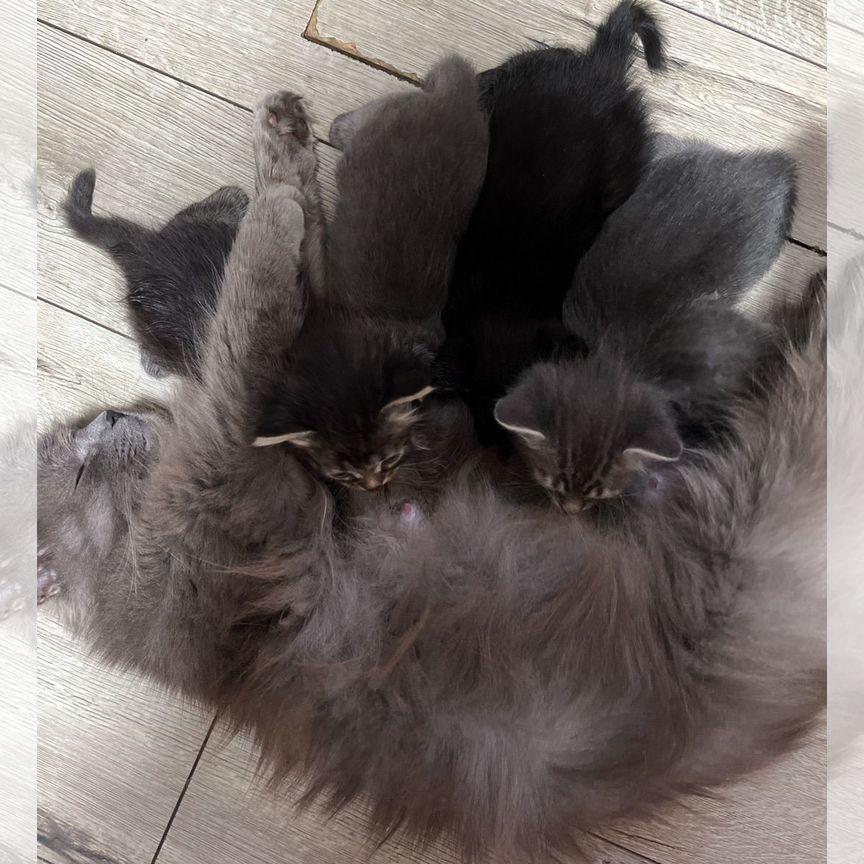 Котёнок в добрые руки