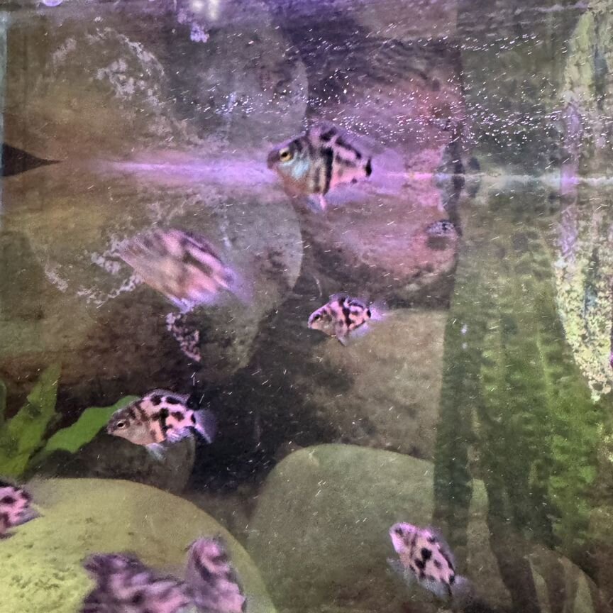 Аквариумные рыбки сапфировые попугаи