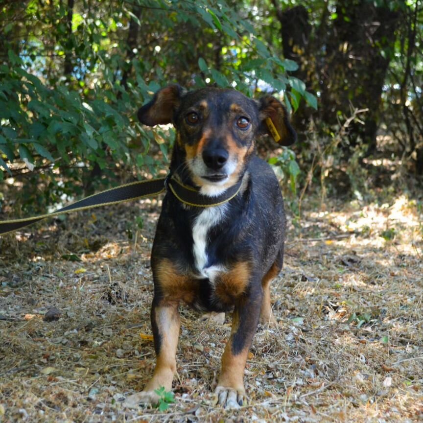 Ласковая и контактная собачка в добрые руки
