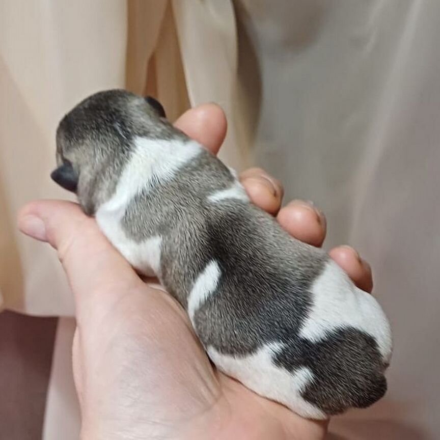 Щенки чихуахуа