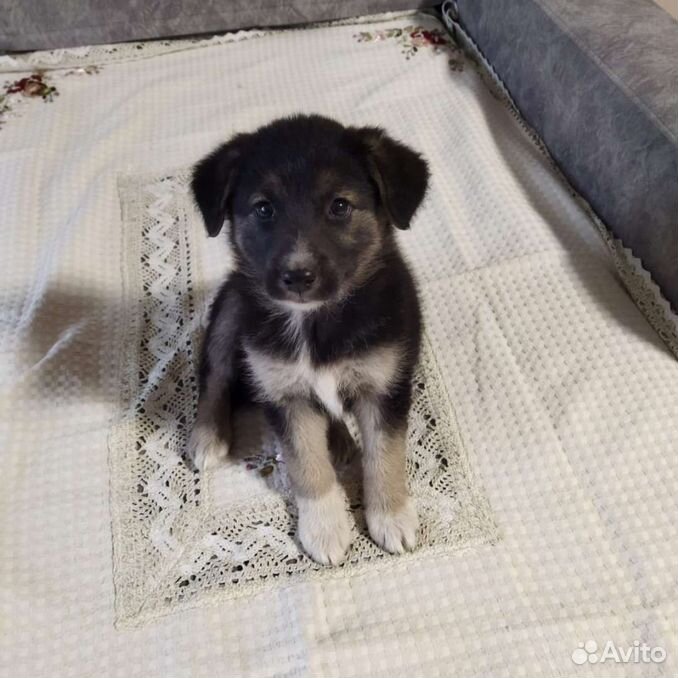 Восточноевропейская овчарка метиска