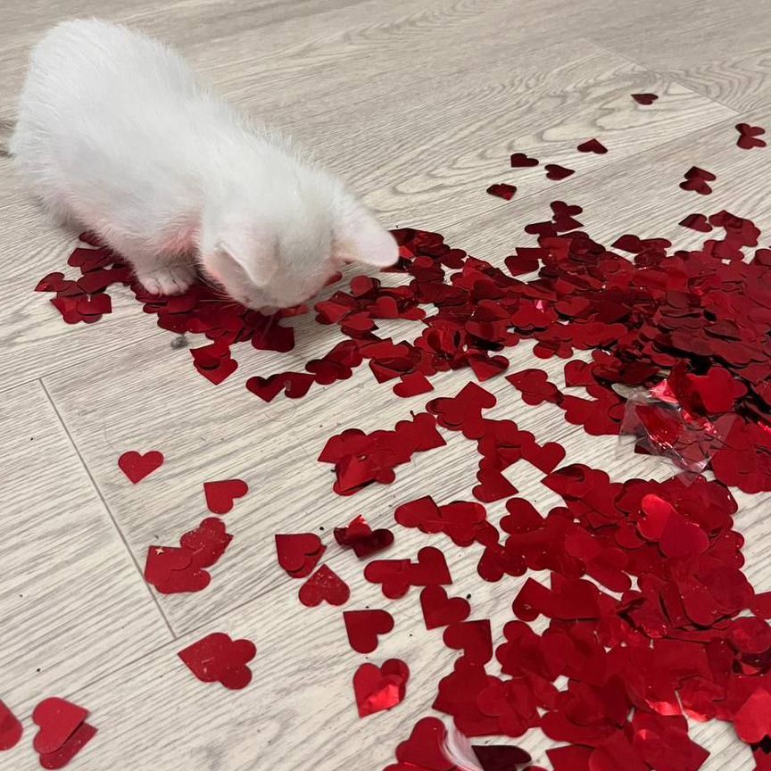 Котёнок в добрые руки