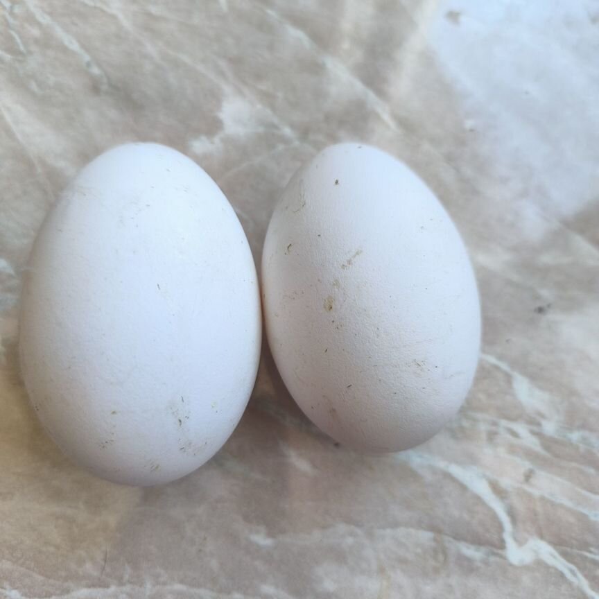 Яйцо гусиное