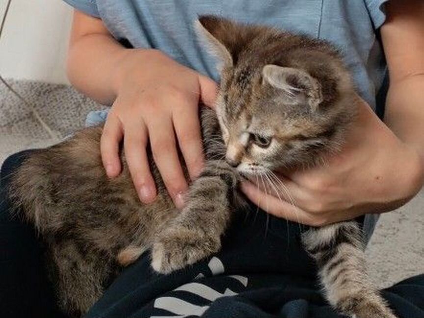 Отдам в хорошие руки котенка