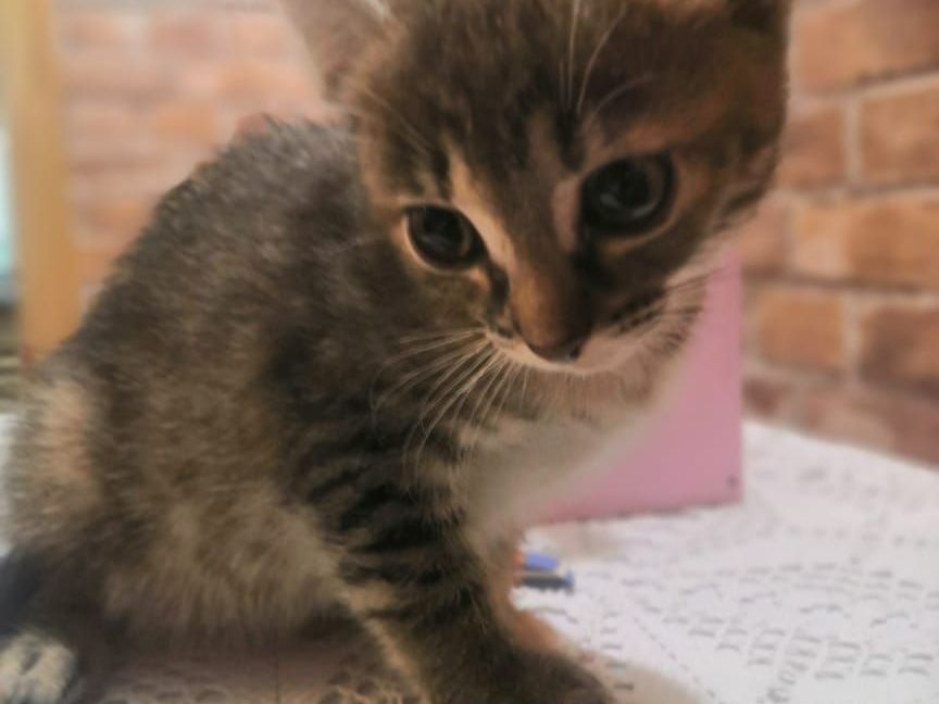 Котёночек в добрые руки