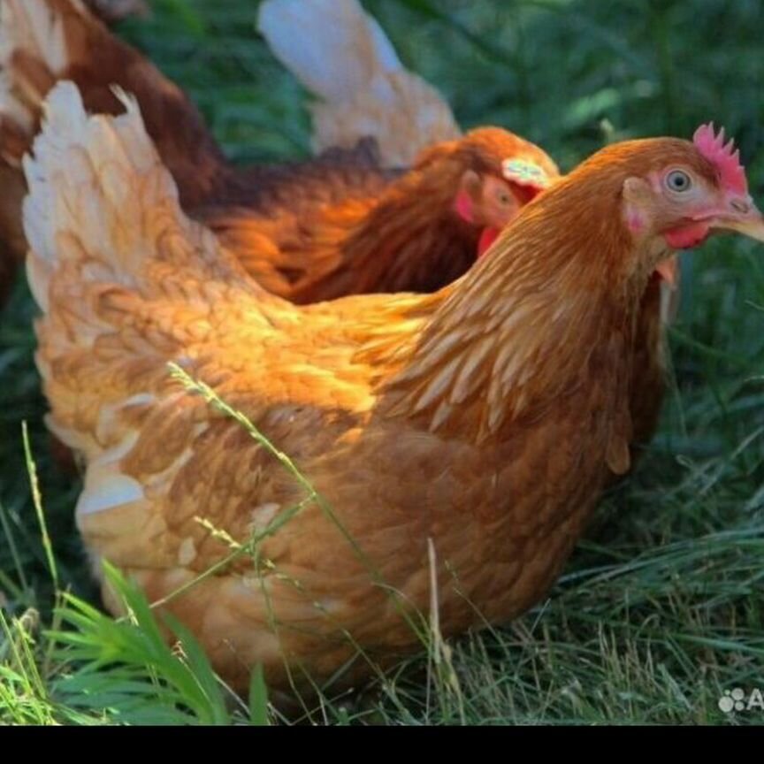 Куры молодки несушки