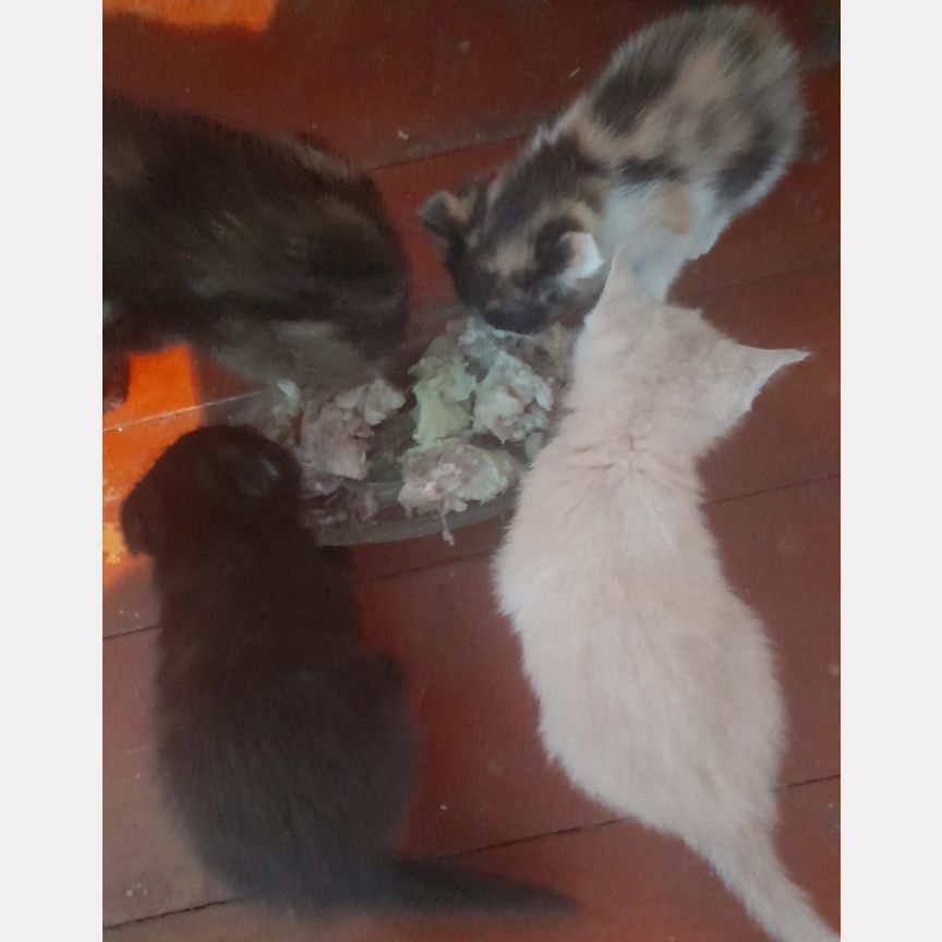 Котята в добрые руки