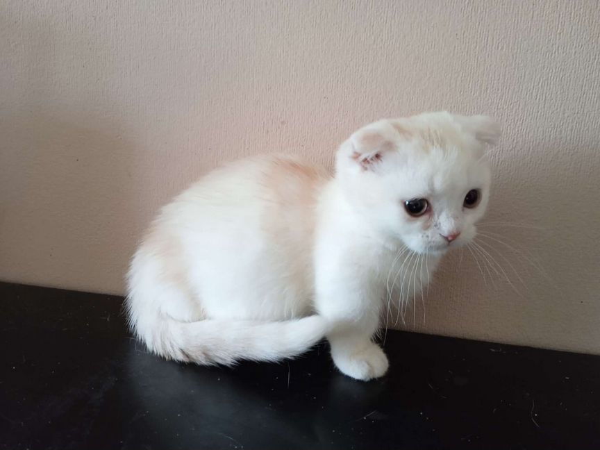 Манчкин фолд3 мес