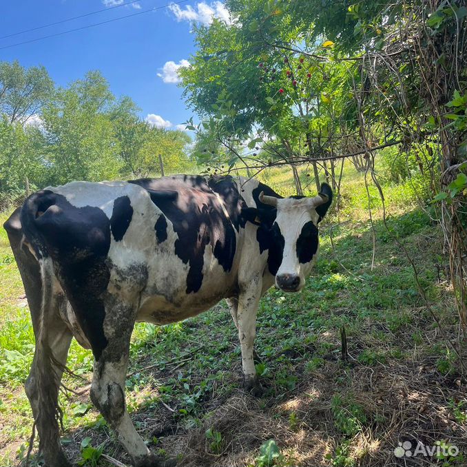 Голштинская корова