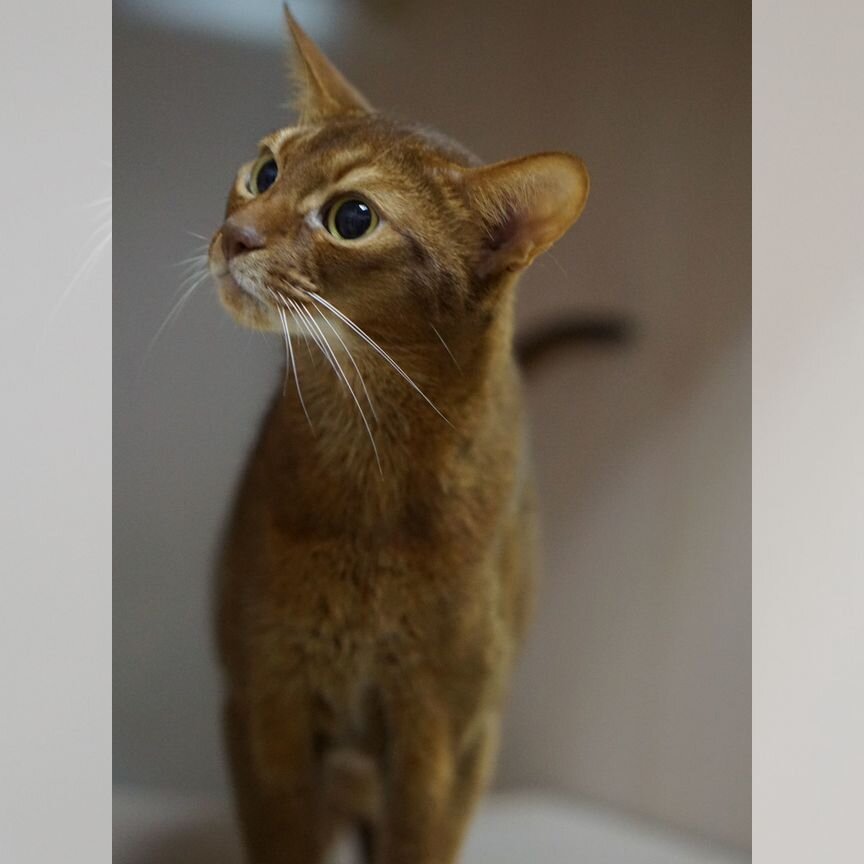 Абиссинский кот