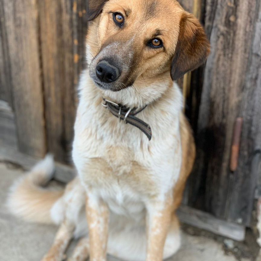 Собака в добрые руки