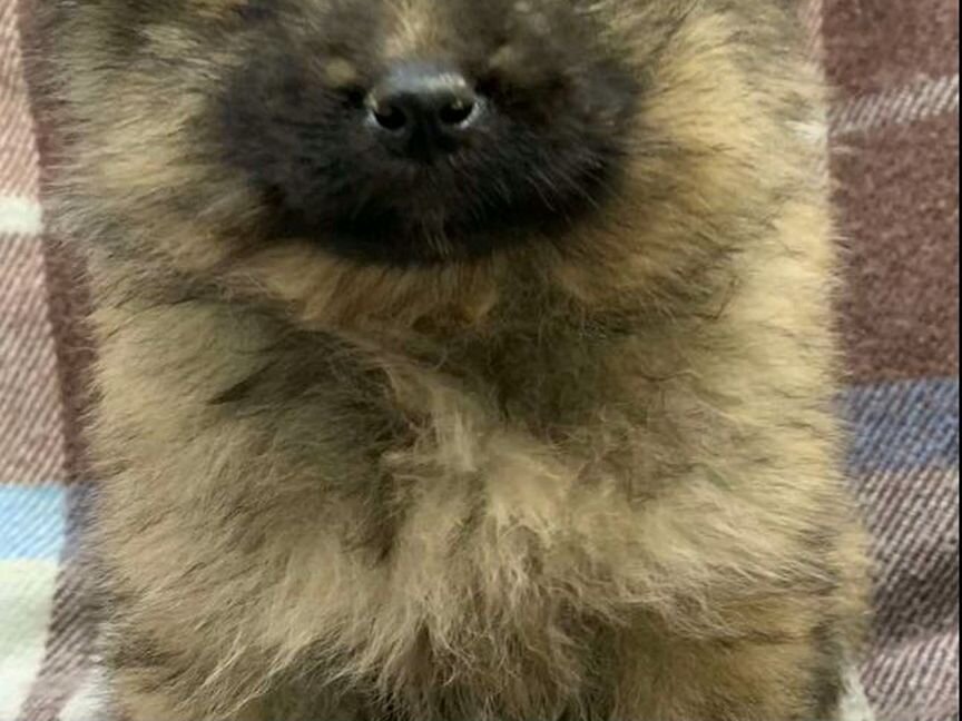 Кавказская овчарка в добрые руки