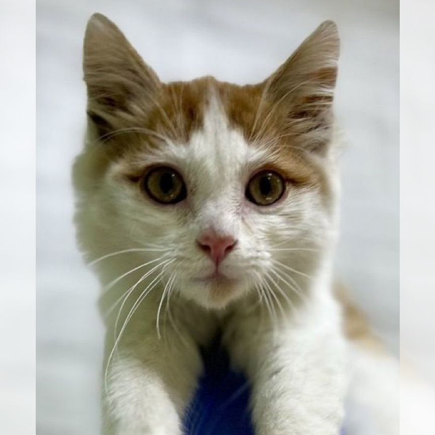 Котенок Ивашка ищет семью