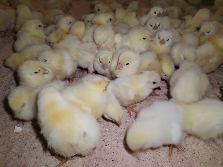 Цыплята бройлеры суточные с доставкой