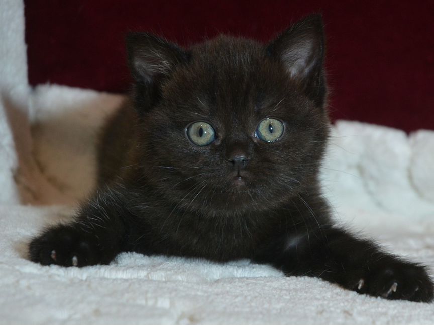 Британка черная