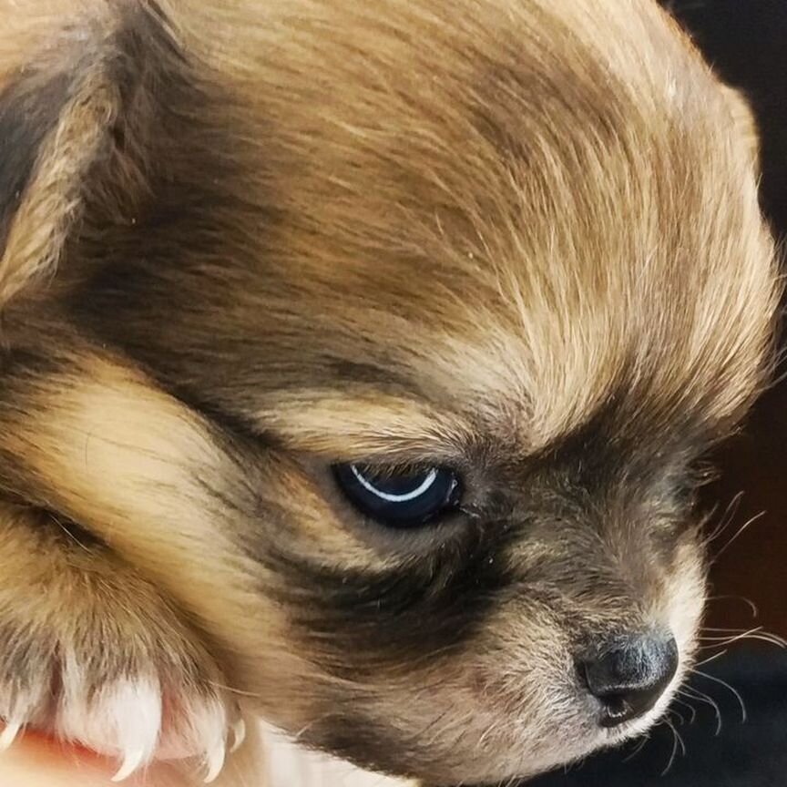 Чих.Мальчик