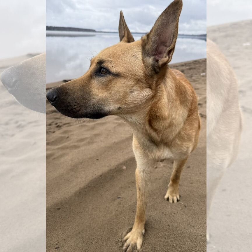 Взрослый пёс в добрые руки