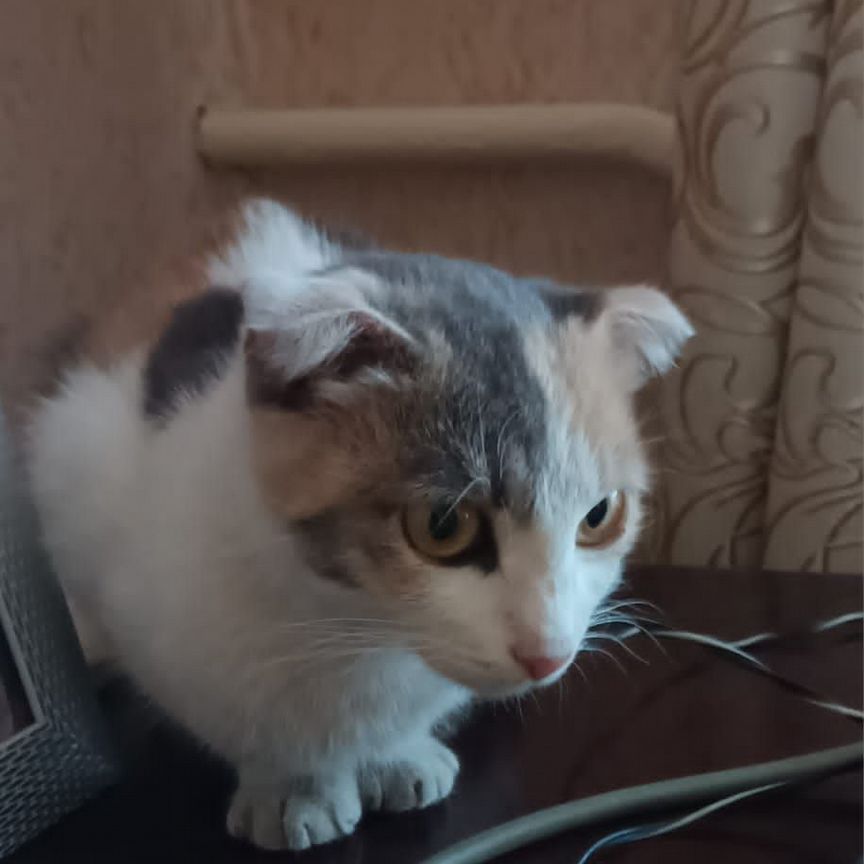 Вислоухая трех цветная кошечка