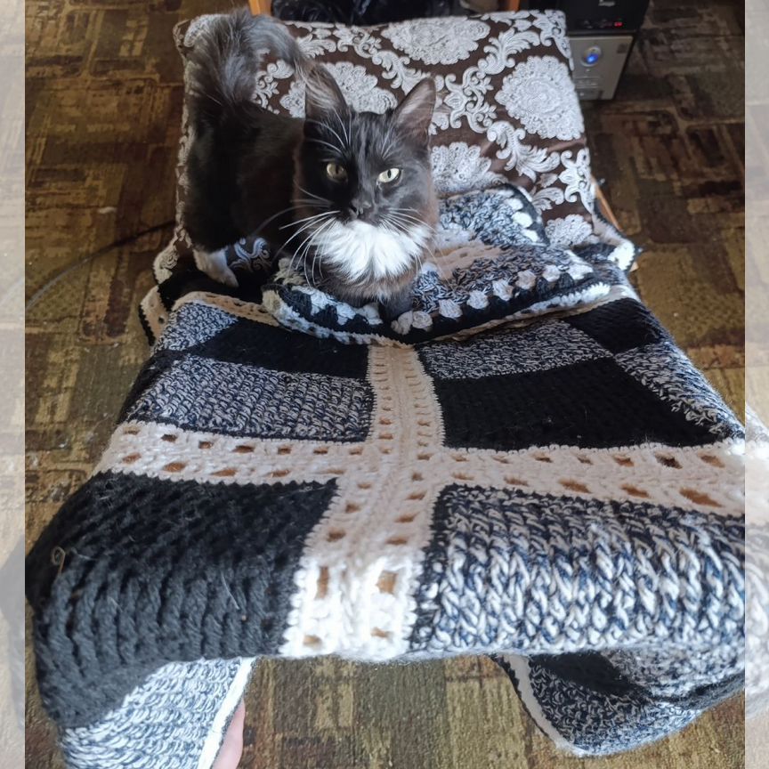 Мейн-кун котёнок