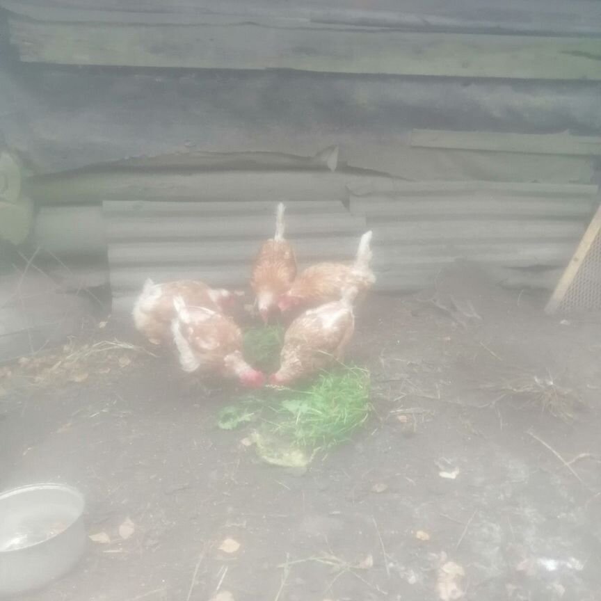 Куры несушки продам