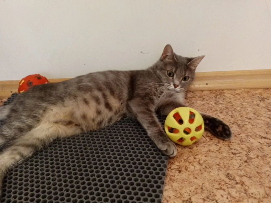 Кошка