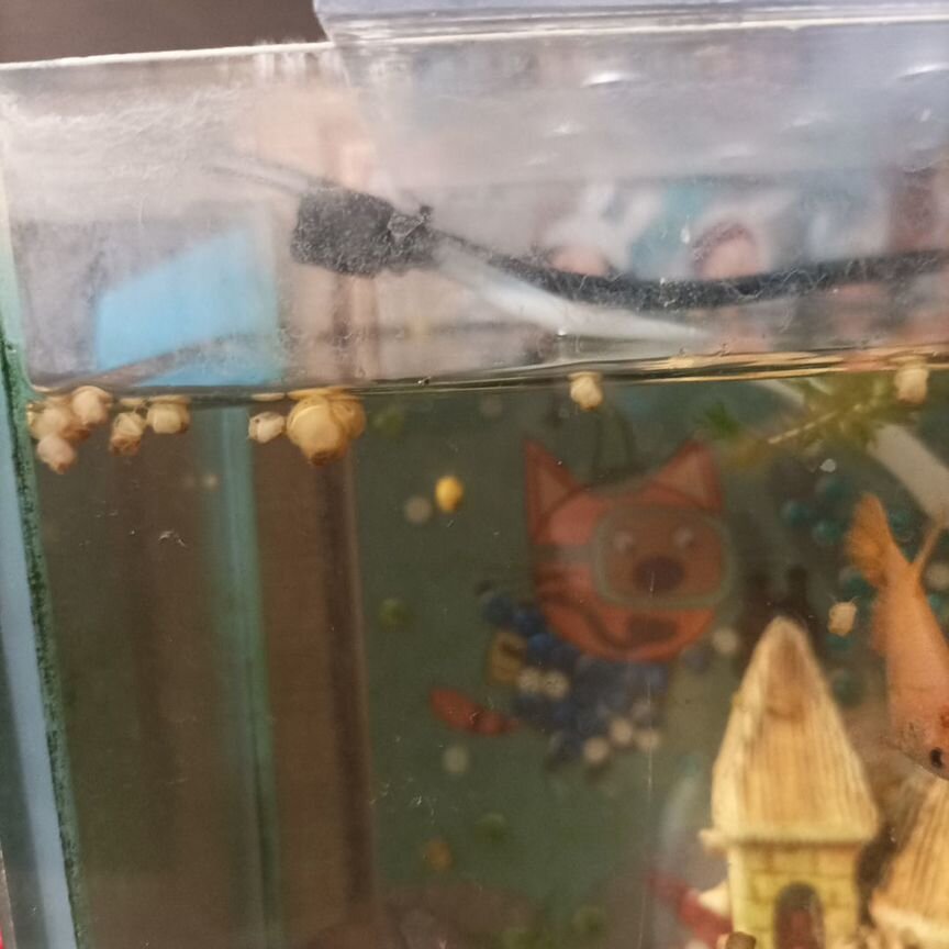 Ампулярии бесплатно