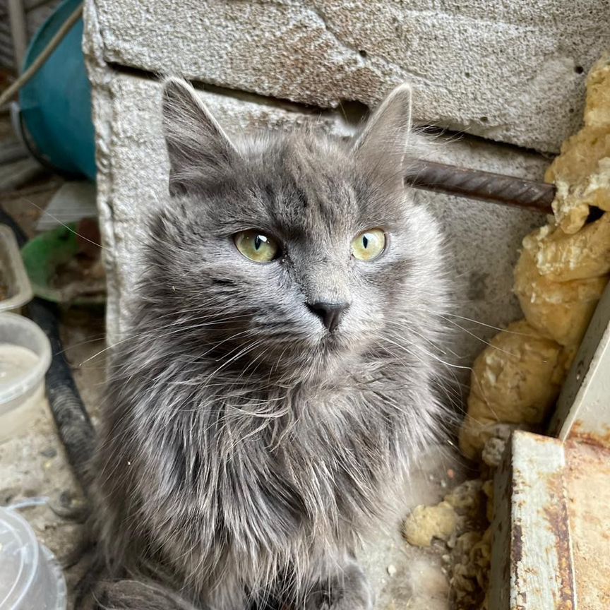 Мейн-кун в добрые руки