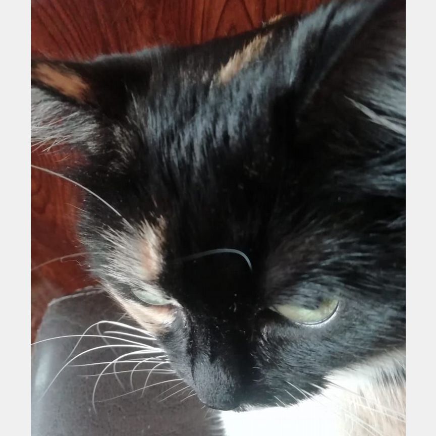 Кошь