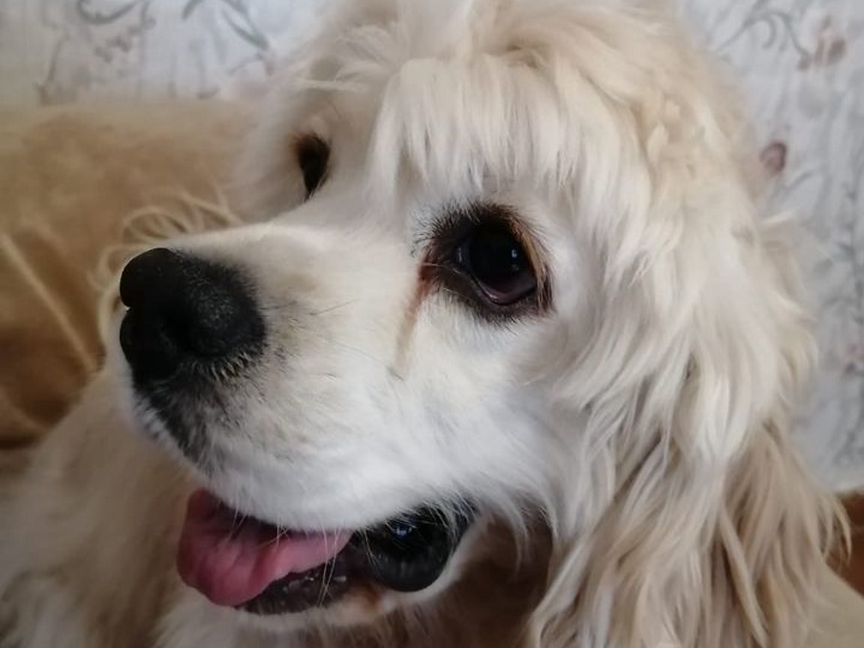 Американский коккер спаниель