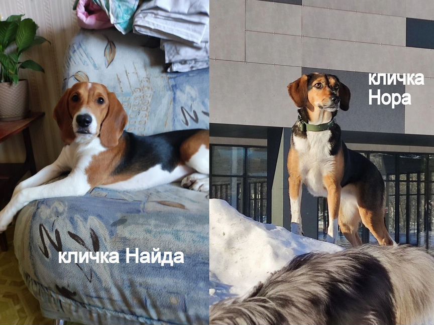 Потерялась собака