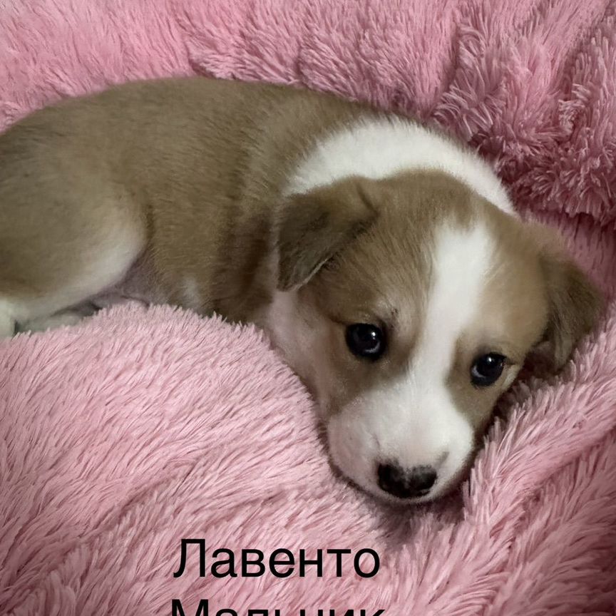 Щенок от частного владельца
