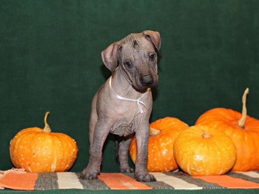 Мексиканская голая собака, девочка стандарт