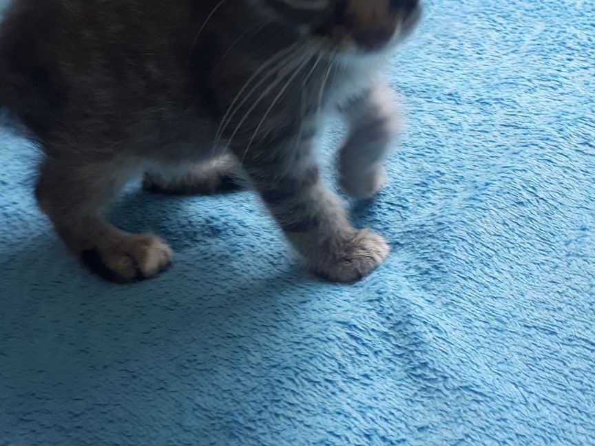 Кошка в дар