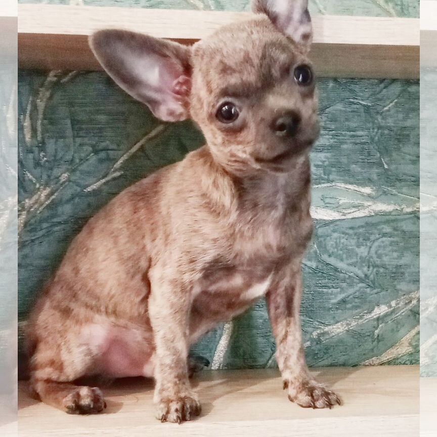 Чихуахуа, щенок