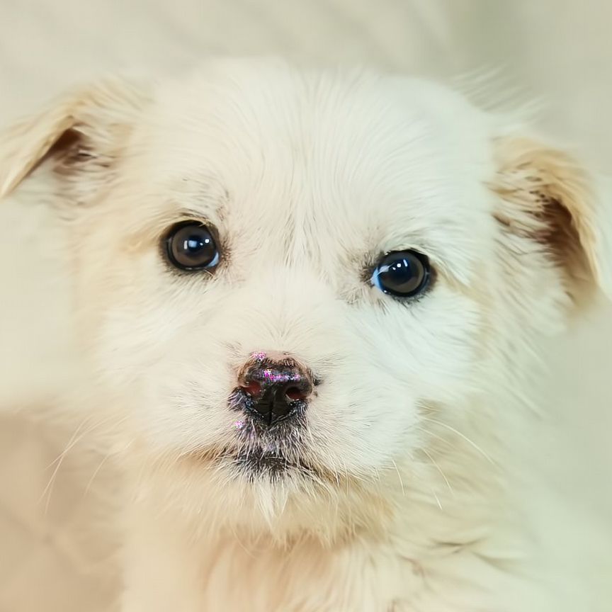 Щенок в добрые руки