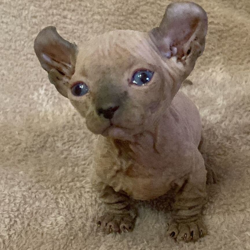 Канадский сфинкс котёнок