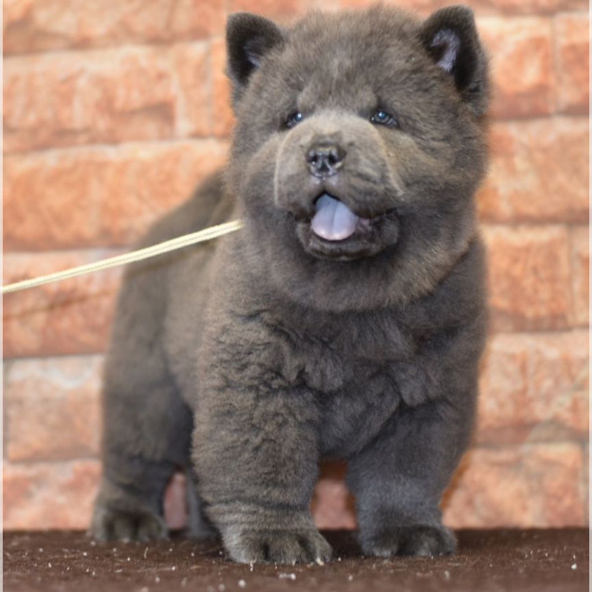 Чау-чау, щенок