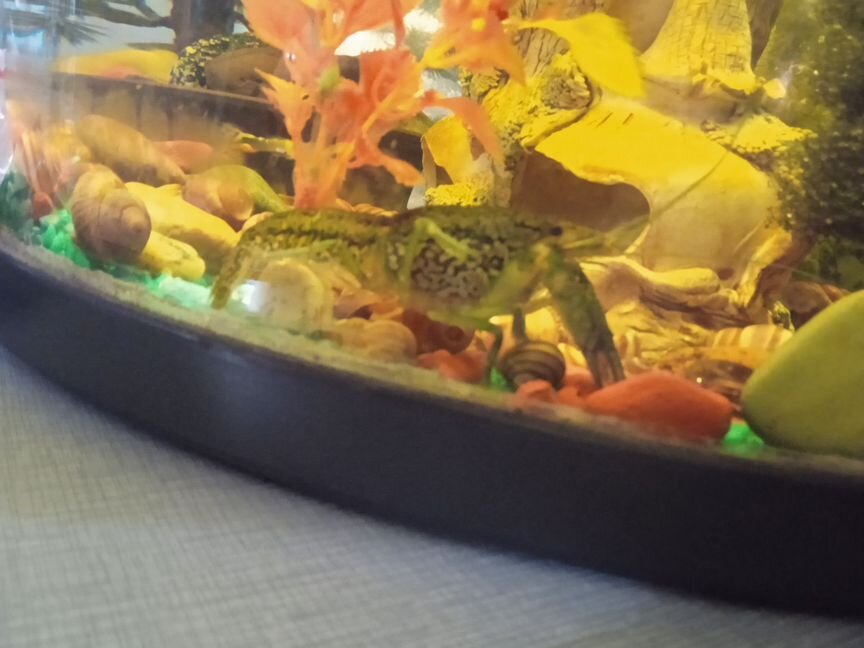 Террариум большой