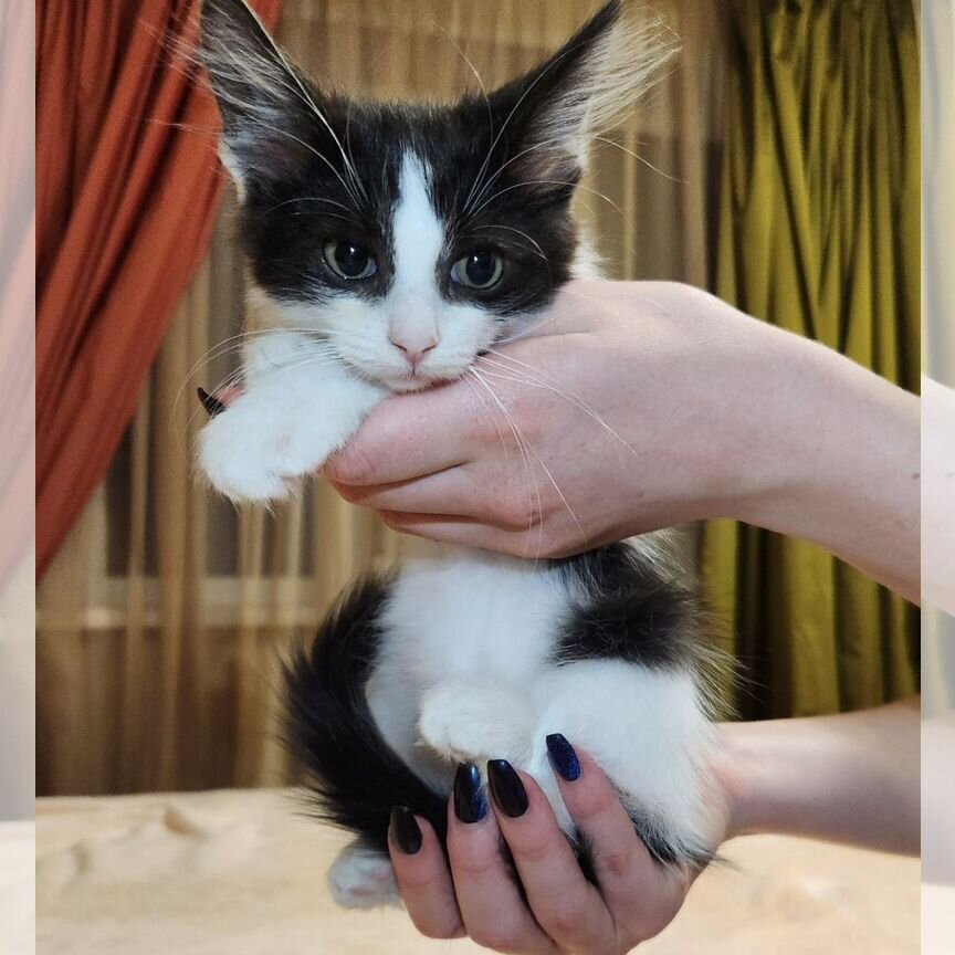 Очень красивый котик