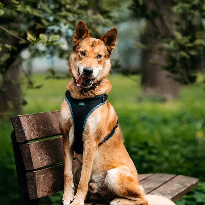 Имбирь ищет дом