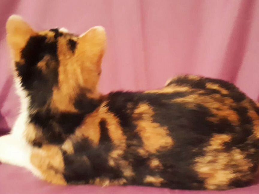 Кошка в дар бесплатно