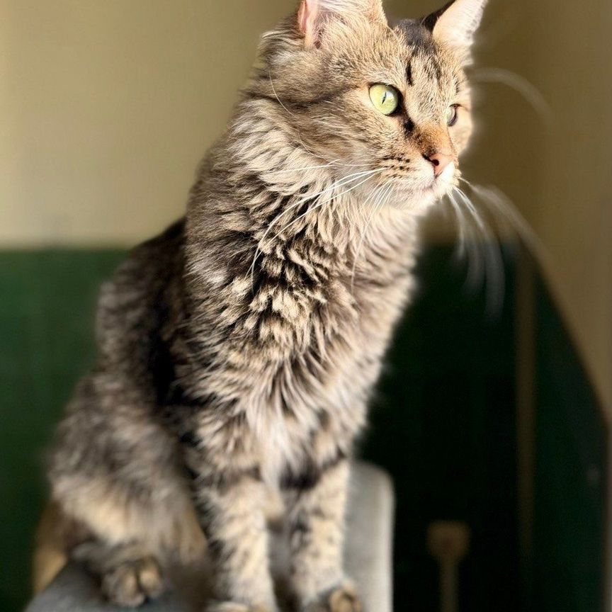 Очаровательный котик-енотик