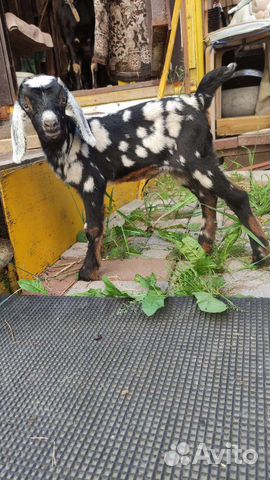 Козочка нубийская