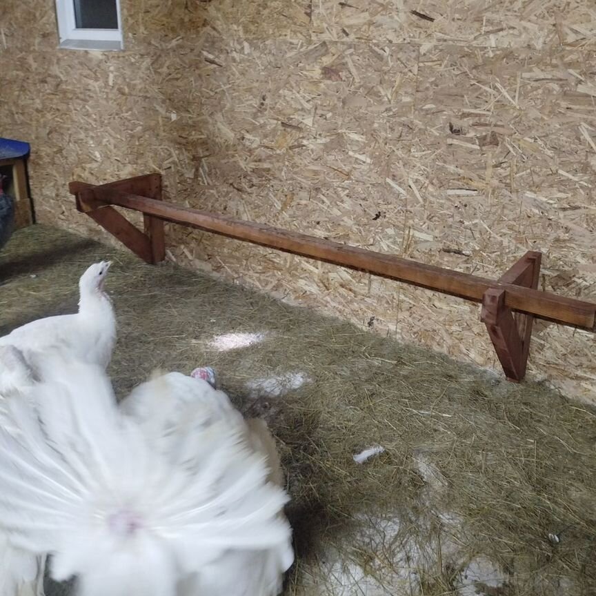 Продам семью индюшки